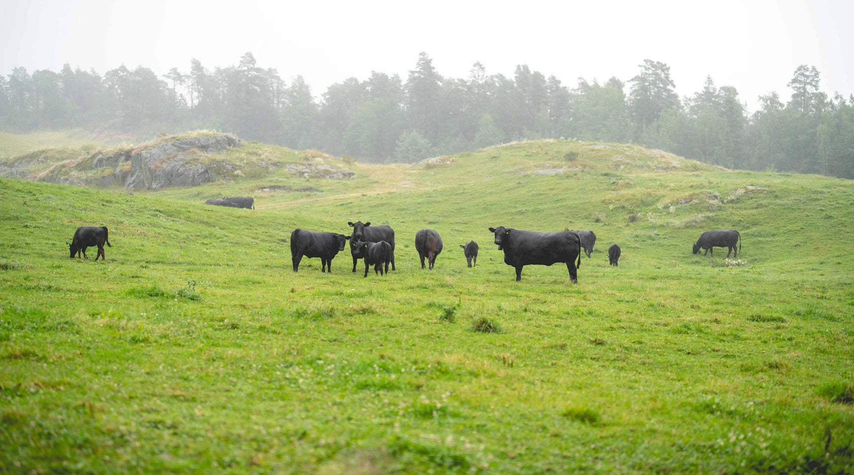 Aberdeen Angus – storegra